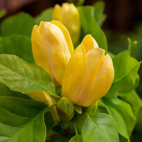 Kup Magnolia brooklińska 'Yellow Bird' Żółta (Magnolia ×brooklynensis ...