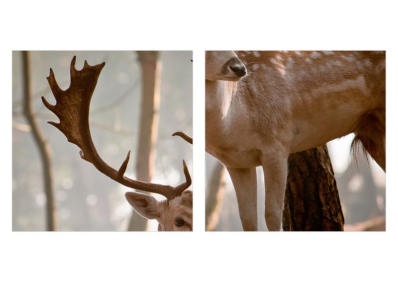 Obraz Na Szkle - Daniel Zwierze - 30X30 Cm - Gac30X30-2400 - archiwum ...