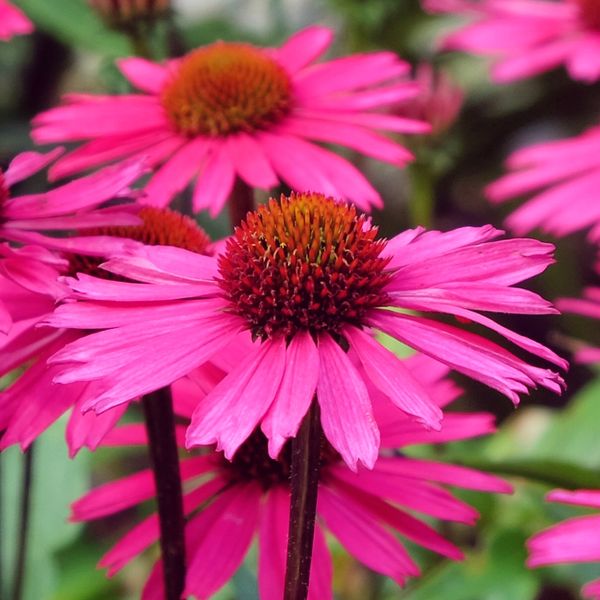 Jeżówka purpurowa 'Praire Splendor Compact Dark Rose' (Echinacea) 2.0L ...