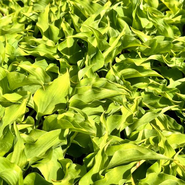 Funkia Hosta 'Surfing Mouse' W DONICZCE, miniaturowa, wiele sadzonek ...