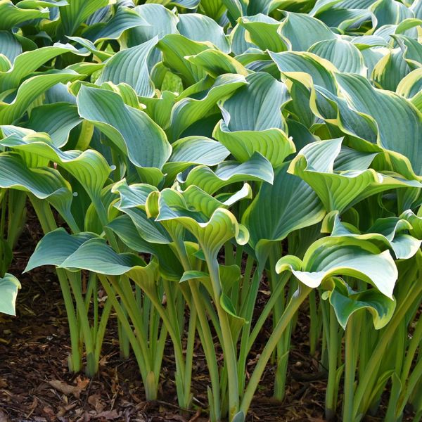 Kup Funkia Hosta 'Regal Splendor' W DONICZCE 5.0L, OGROMNE LIŚCIE na ...